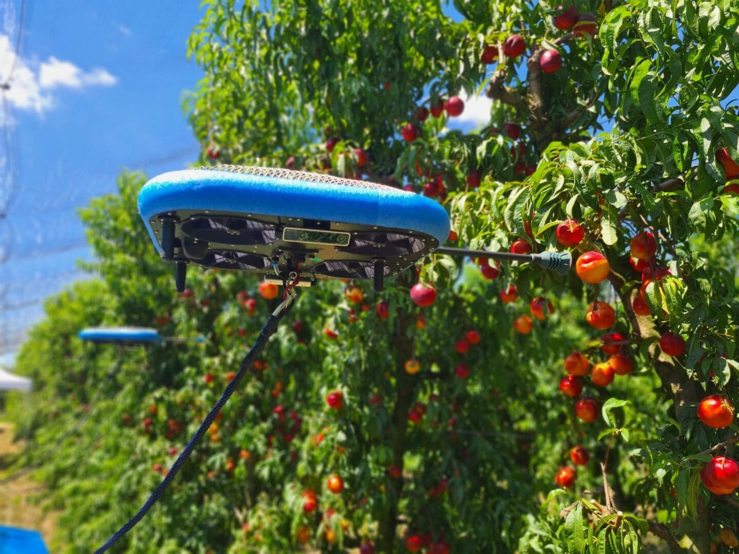 Flying robots from Tevel robotics are picking fruit in Israel ...